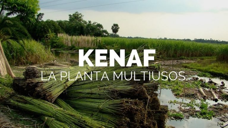 Kenaf, la planta multiusos