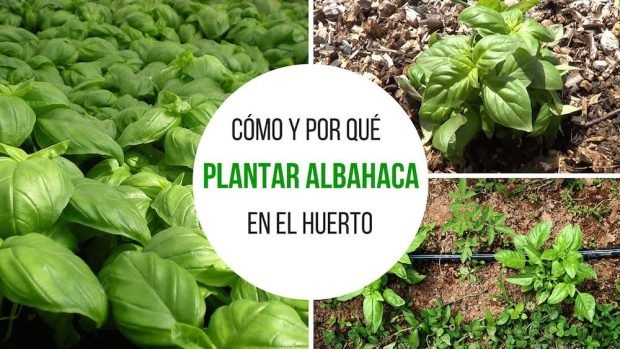 Truco para cultivar albahaca de forma ilimitada en casa