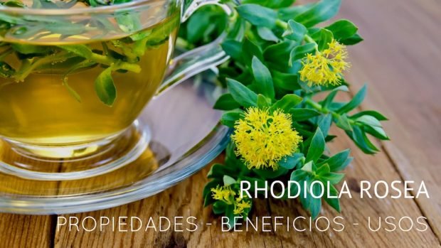 Beneficios, propiedades y usos del Copalchi