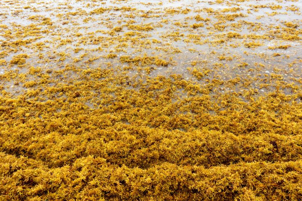 El potencial bioenergético del Sargazo en las costas del caribe mexicano