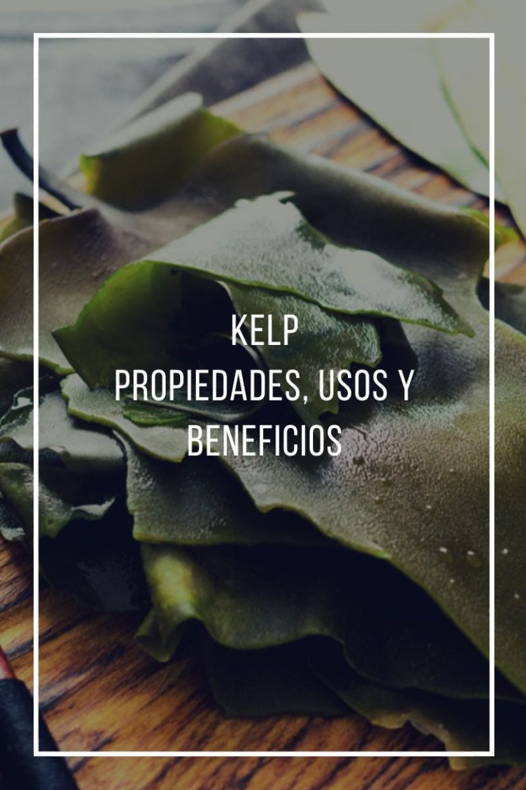 Kelp, un regalo del mar para activar tu metabolismo