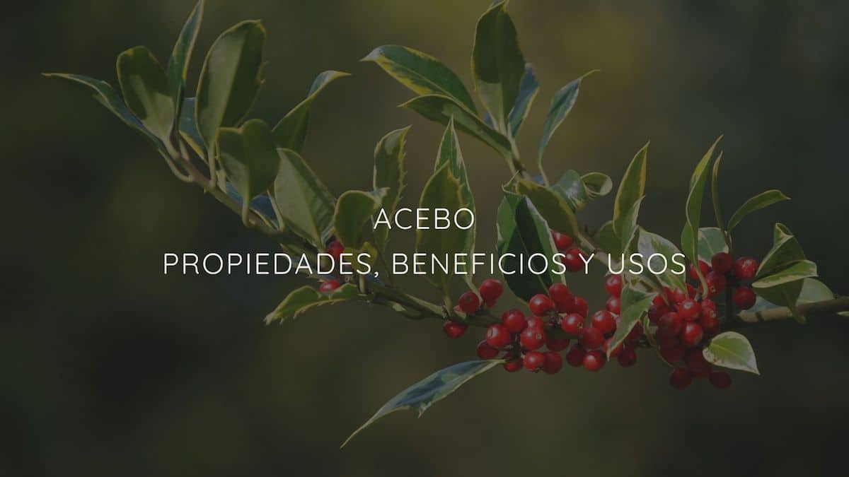 Acebo Vivo O Muerto