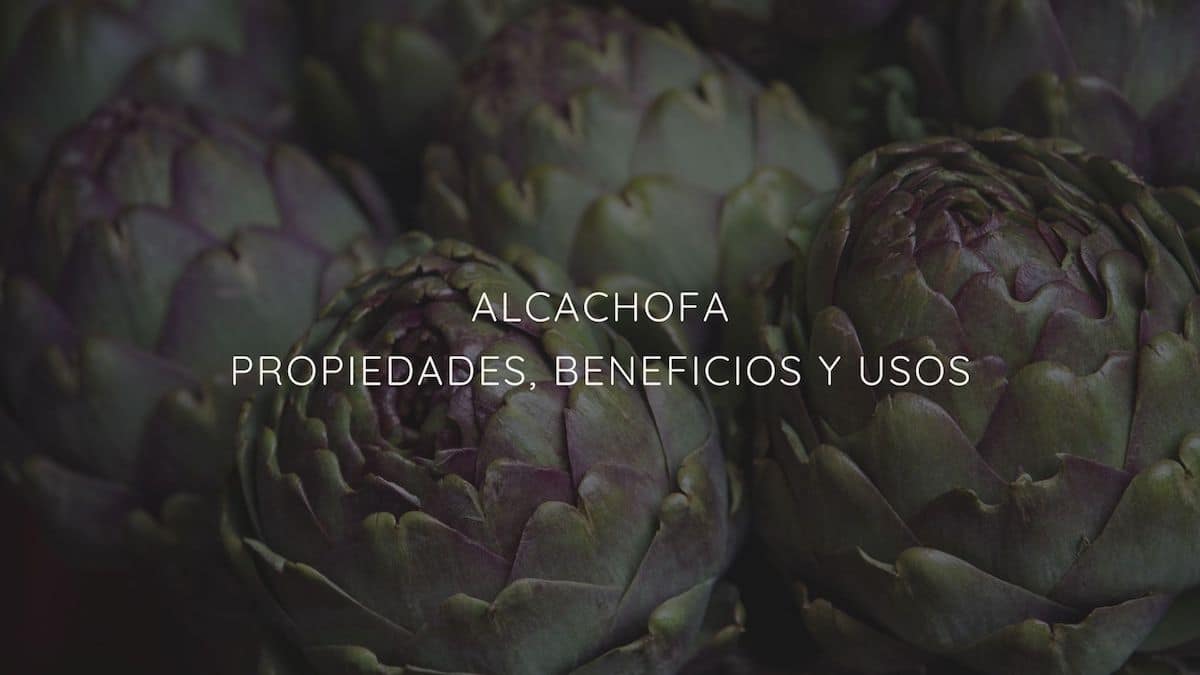 Beneficios, propiedades y usos del Copalchi