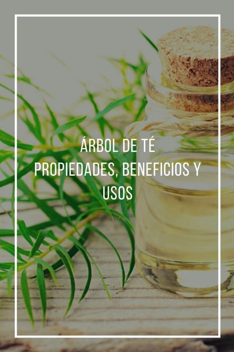 Propiedades, beneficios y usos del árbol de té