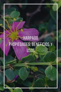 Propiedades beneficios y usos del Harpago