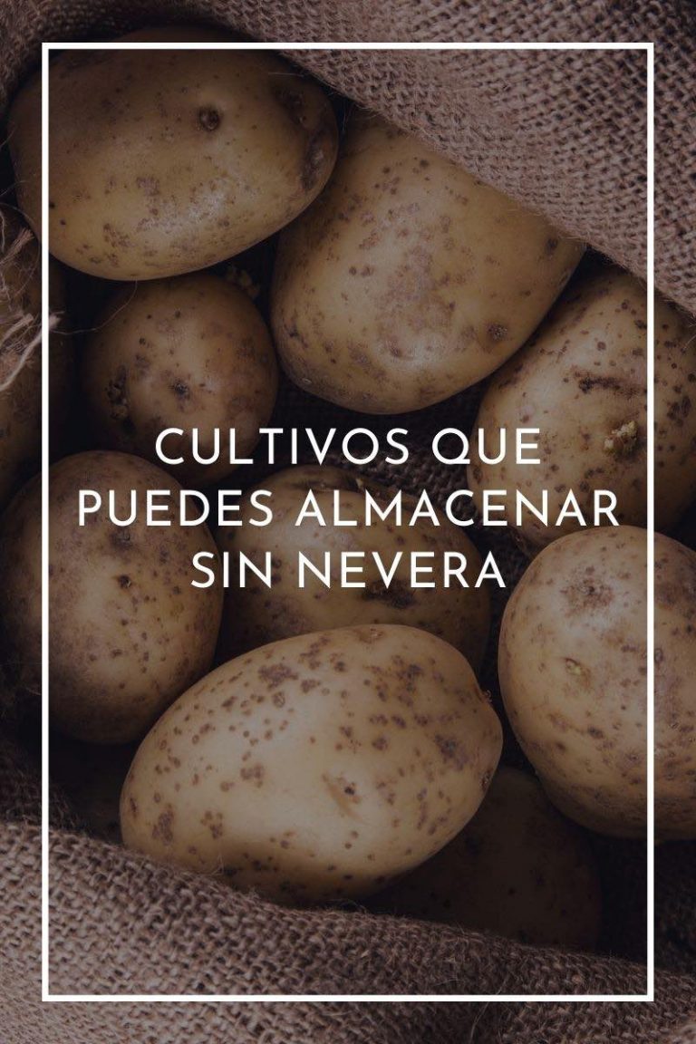 Kangina: el método tradicional de Afganistán para conservar las uvas ...