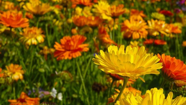 Flores comestibles que puedes comer directamente de tu jardín