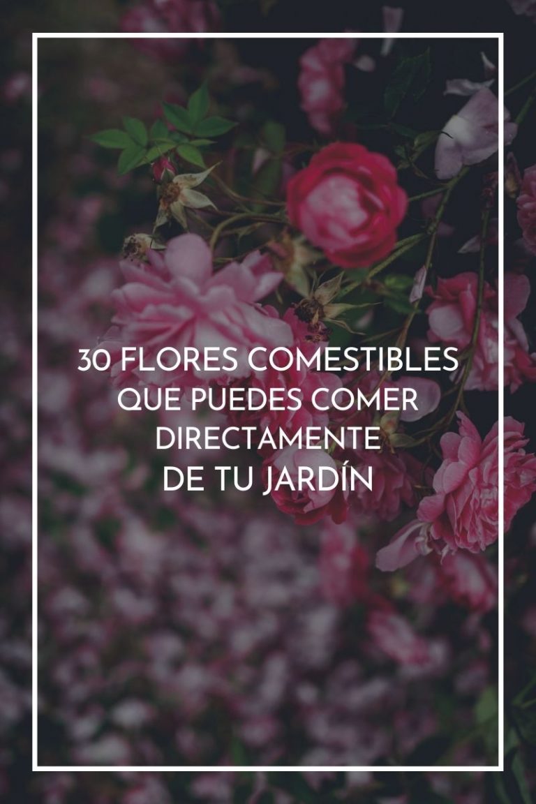 Flores comestibles que puedes comer directamente de tu jardín