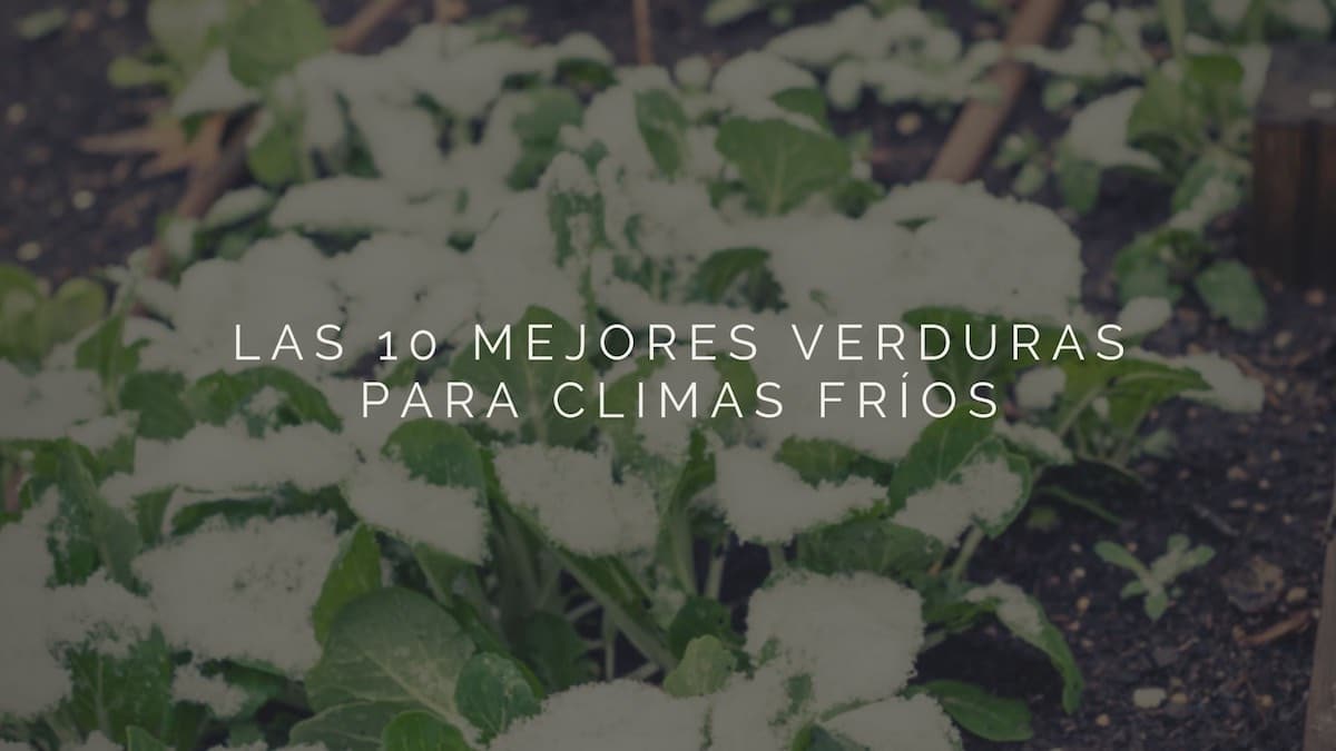 Las 10 mejores verduras para climas fríos