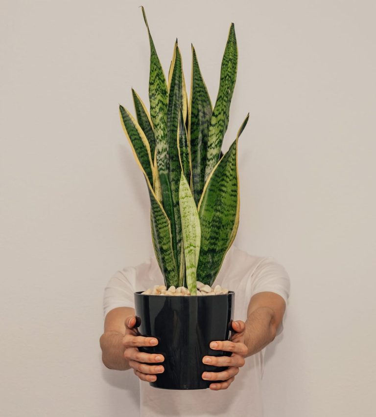 4 formas sencillas de propagar Sansevieria o planta de serpiente