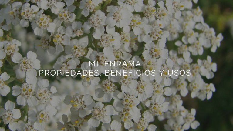 Beneficios, propiedades y usos del Copalchi