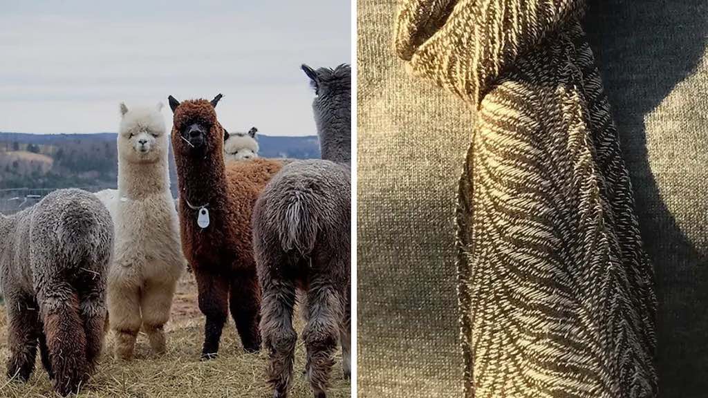 Alpacas en Italia: De Mascotas a Trabajo Familiar con ingenio y ...