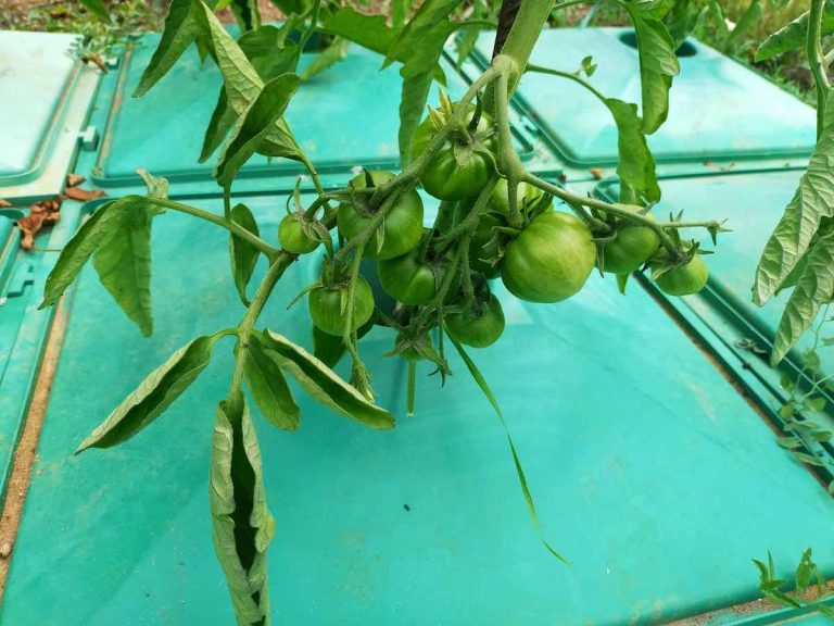 Ecolo5: el sorprendente invento que duplica la producción de tomates ...