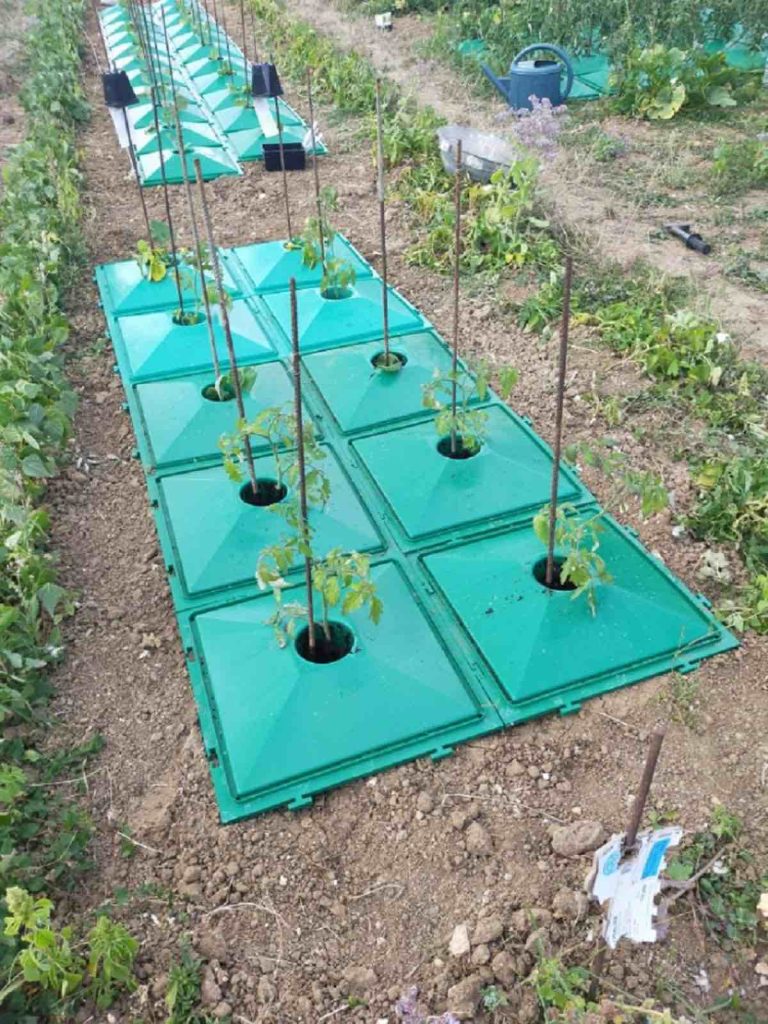 Ecolo5: el sorprendente invento que duplica la producción de tomates ...
