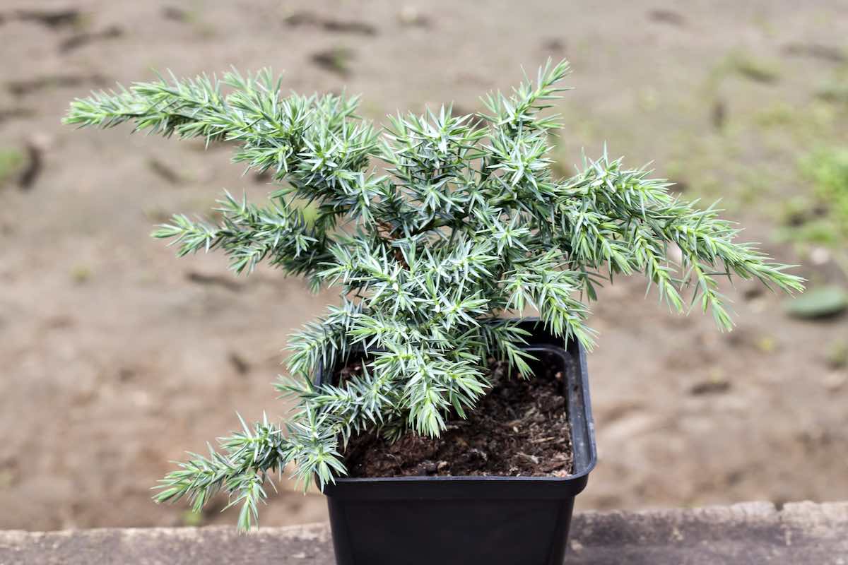 Cómo cultivar un enebro en maceta: para qué sirve, propiedades y usos