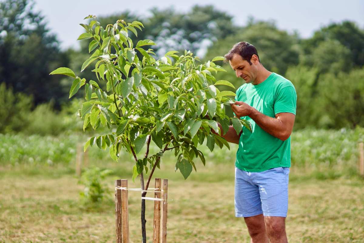 Cómo y cuando plantar un nogal : Cuidados y necesidades en tu huerto o ...