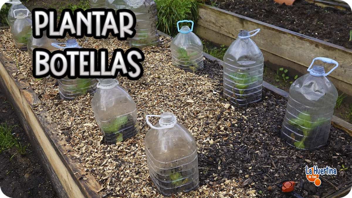 Cómo y por qué poner botellas en tus cultivos. - Aggregatte Cómo y por qué poner botellas en tus cultivos. - Aggregatte
