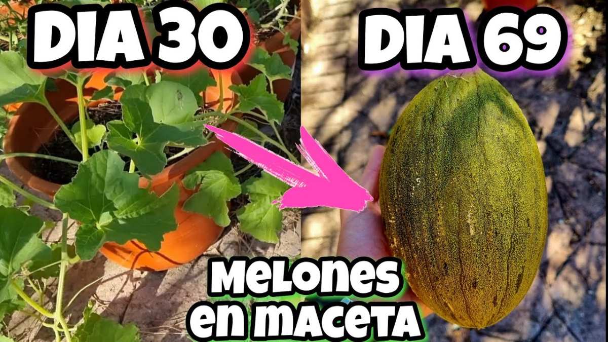 Cultivo de melones en maceta: ¡No compres más melones!