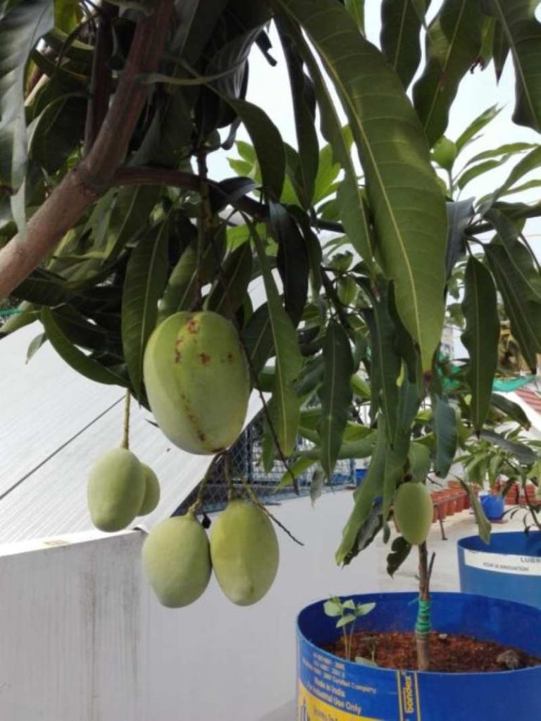 Indio cultiva más de 50 variedades de mango en su terraza