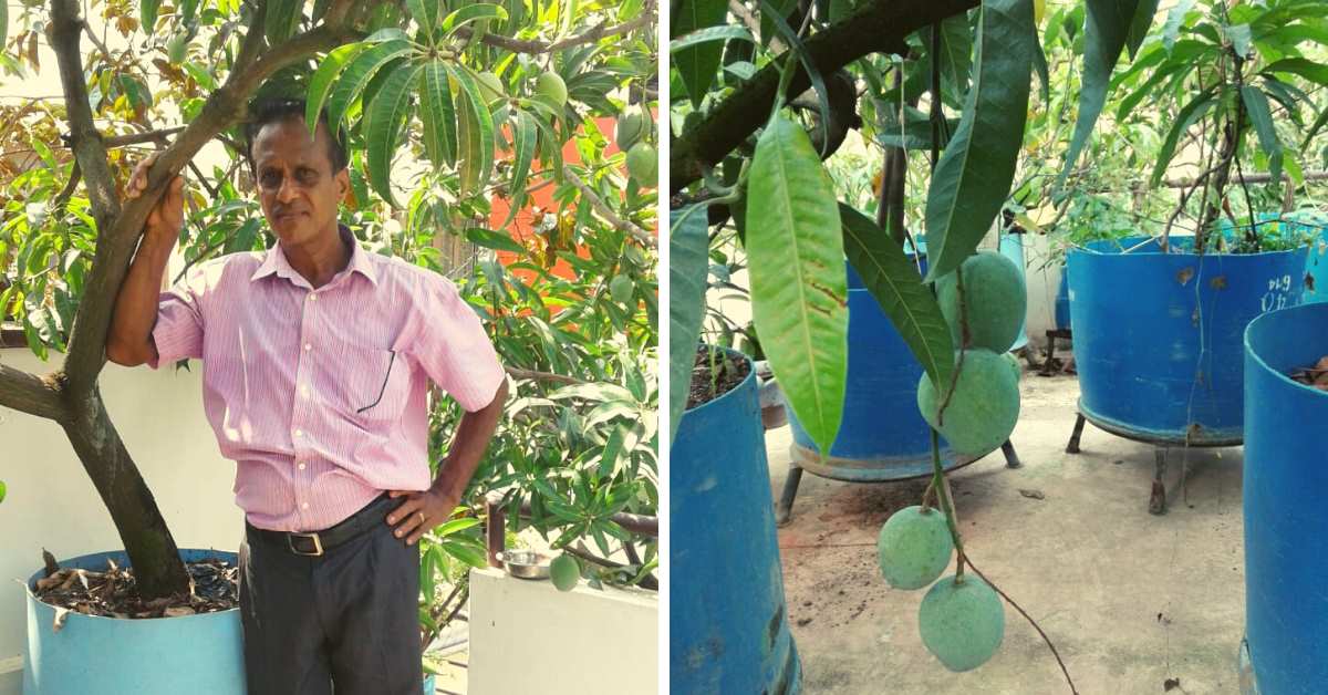 Indio cultiva más de 50 variedades de mango en su terraza