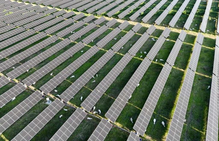Enel firma uno de los mayores acuerdos de pastoreo solar del mundo al ...