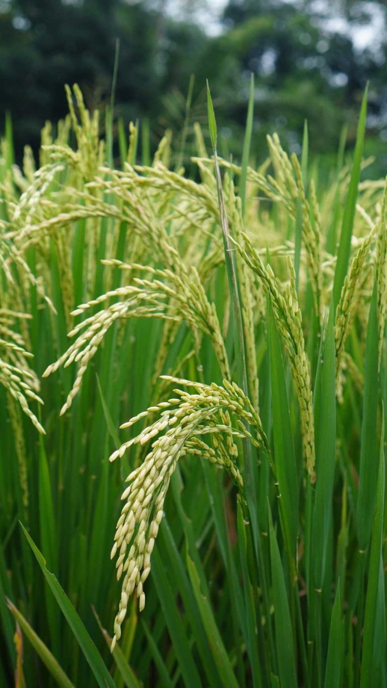 Científicos chilenos han desarrollado nueva variedad de arroz que ...