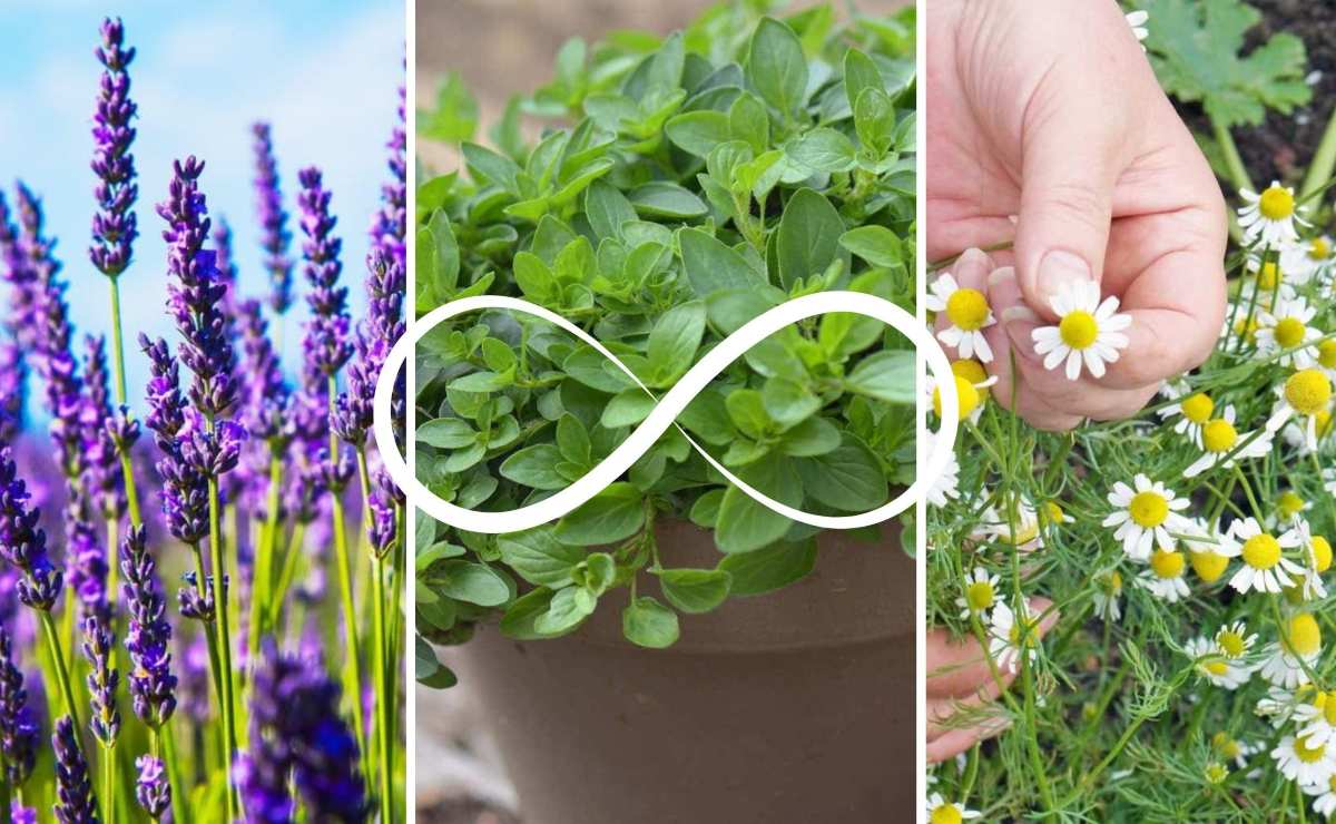 10 hierbas perennes que puedes plantar una vez y disfrutar por años