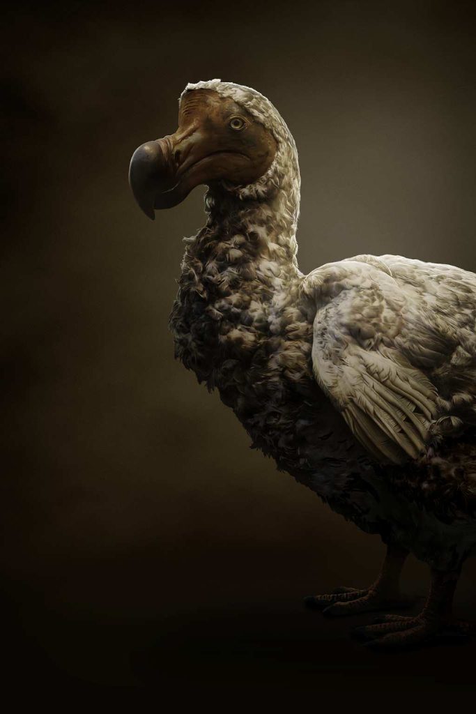 El avance genético allana el camino para el regreso del ave dodo