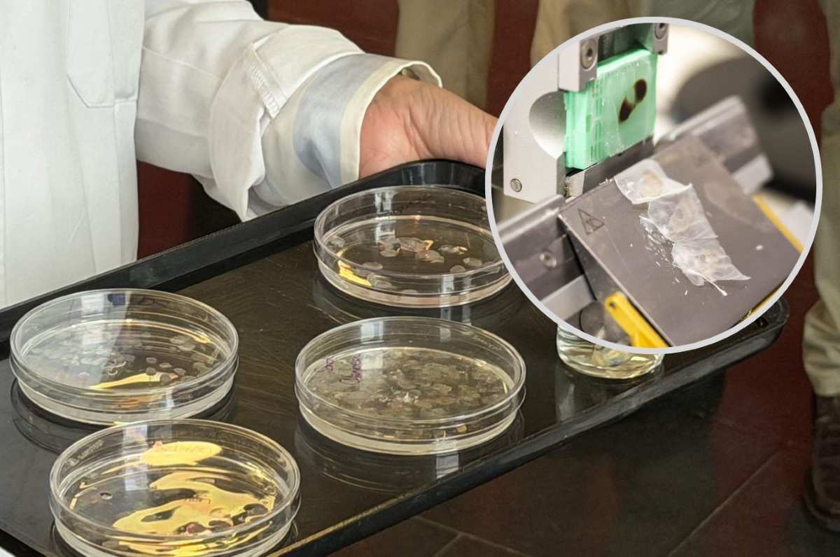 Investigadores de la Universidad de Granada desarrollan córnea ...